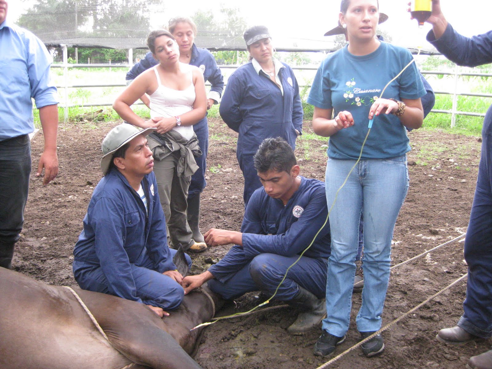 REPRODUCCION BOVINA 2010: APLICACION DE SUERO VIA INTRAVENOSA EN BOVINOS