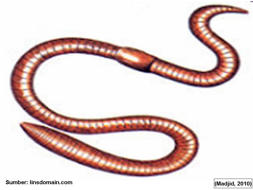 26+ Inilah Gambar Sketsa Cacing
