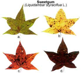 Nyack Backyard: Identifying Trees - A Leaf Tutorial