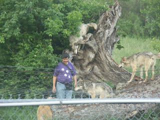 Lafayette, Indiana Attractions: Wolf Park