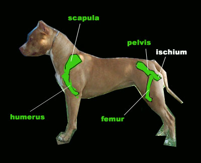 Info Pit Bull (Material Historico-Informativo): American Pit Bull ...