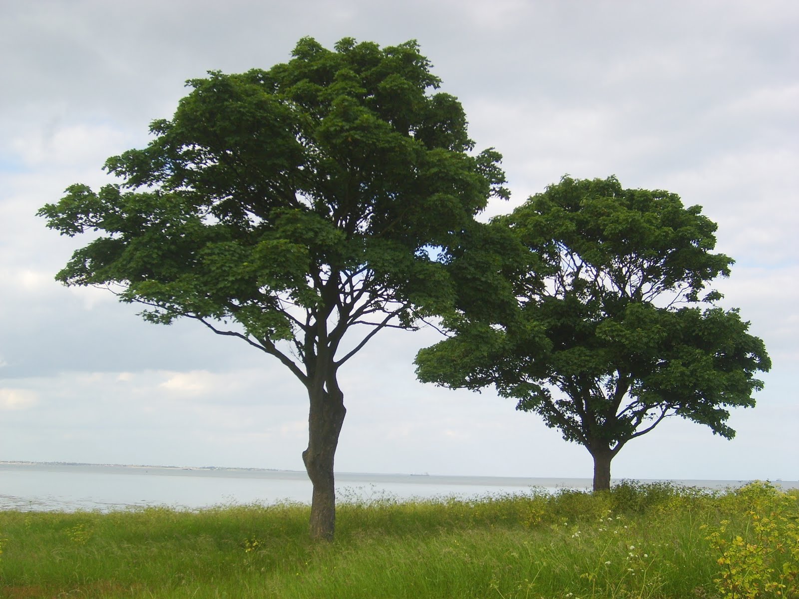 Notes from Kent's Hoo Peninsula: Grain Beach, Isle of Grain