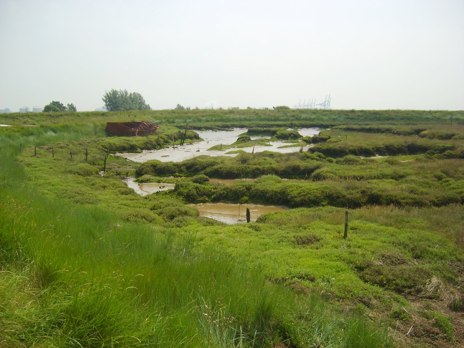 Notes from Kent's Hoo Peninsula: June 2010