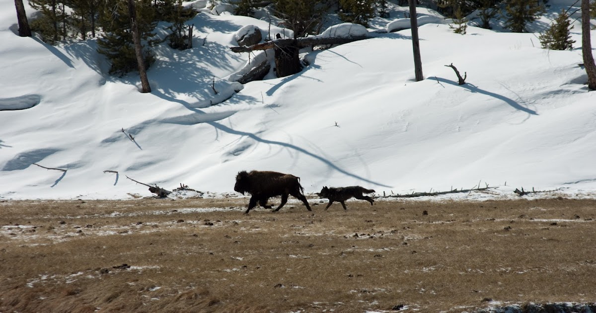 The Three Wolf-ateers
