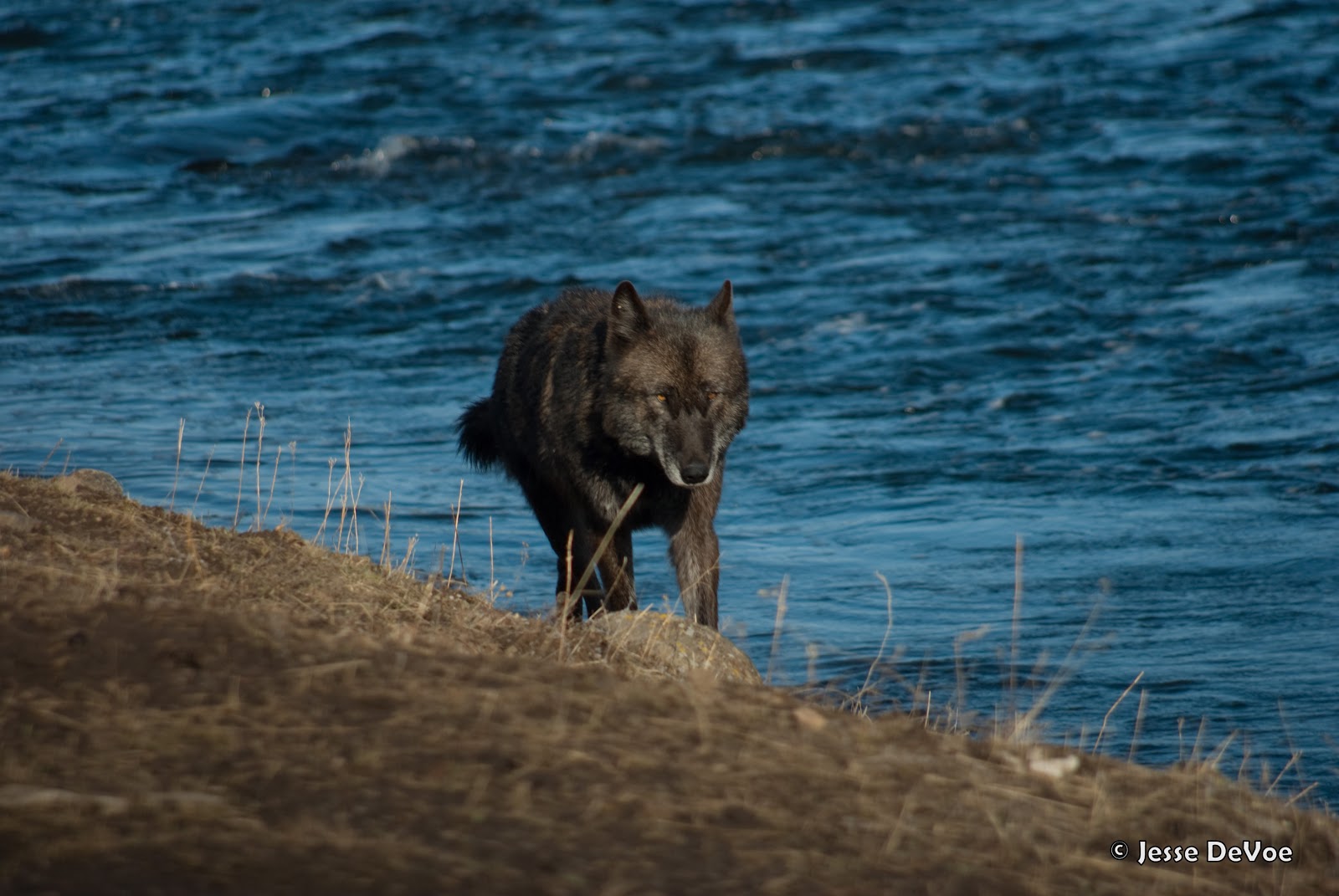 The Three Wolf-ateers
