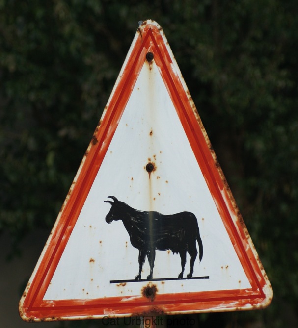 Cattle signs – Stephen Bodio