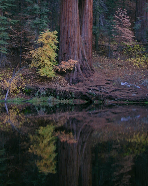 Look, Mom, We're Camping!: Mountain Home State Forest: November 2010