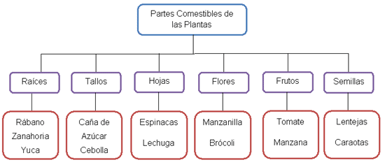 EL MUNDO DE LAS PLANTAS: Partes de las Plantas que pueden ser Comestibles: