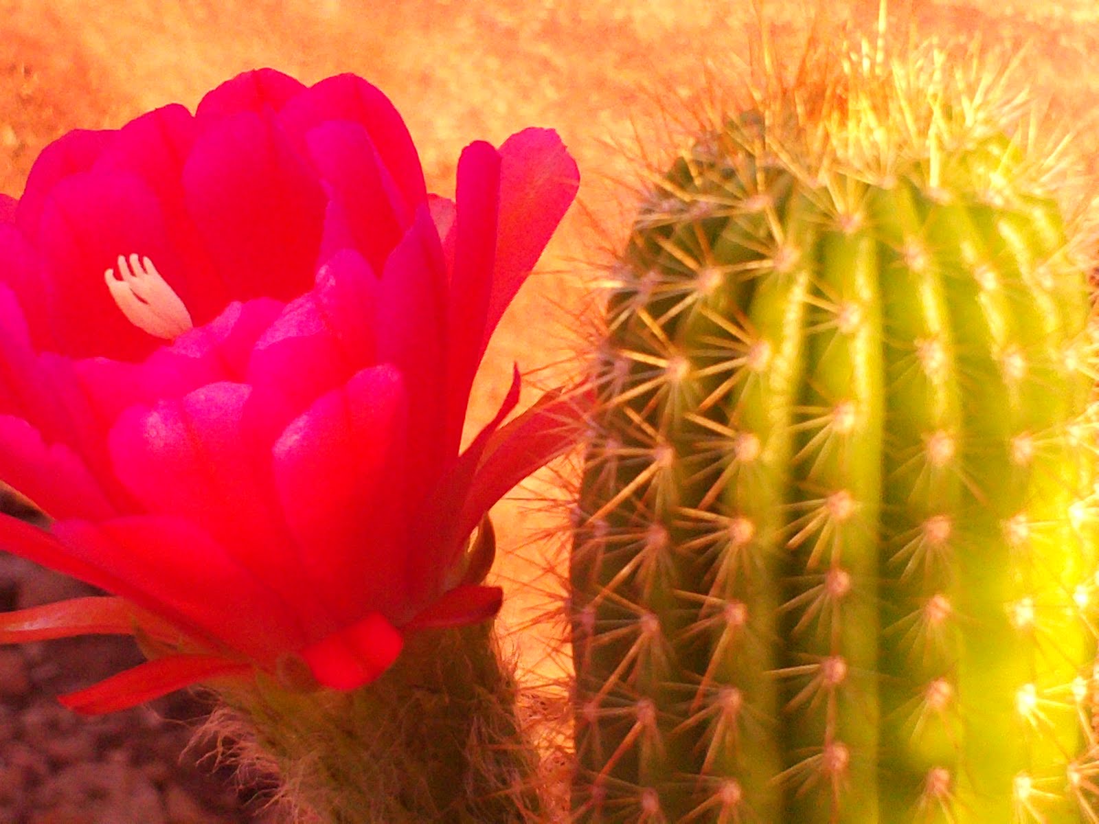 Las Aventuras: Sexy Cactus