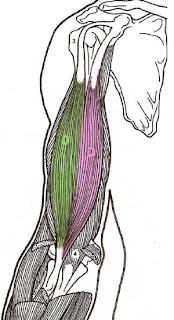 Group 4 Methods & Measurements on Pulling a Spring: Muscular Contraction