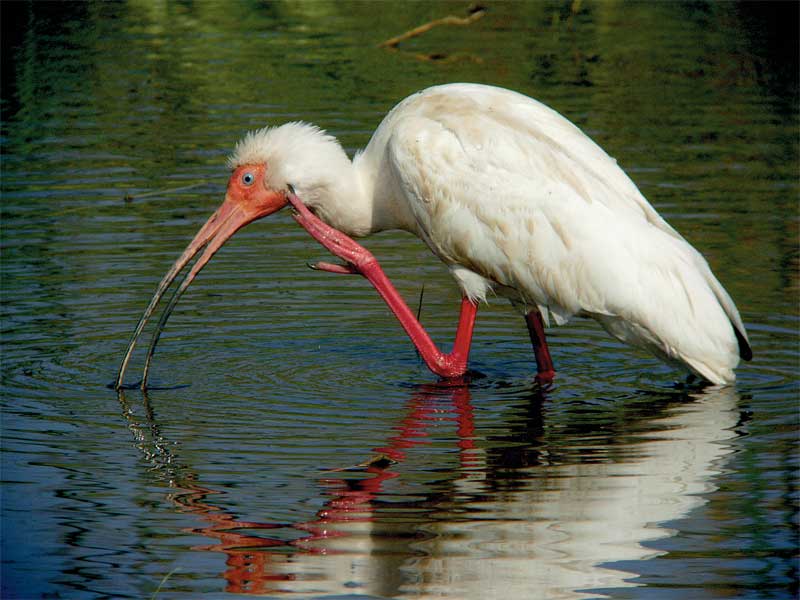 radiant scarlet ibis: The Lowcountry, SC Day 2