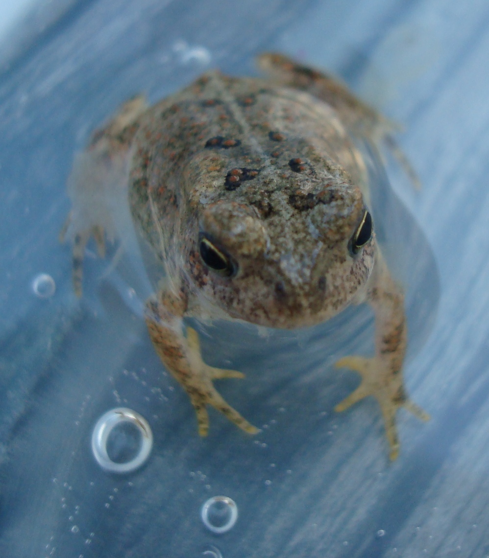 baby frog | Naquillity