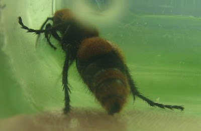 Encyclopedian Dictionary ( Red Velvet ) Dasymutilla occidentalis: Red ...