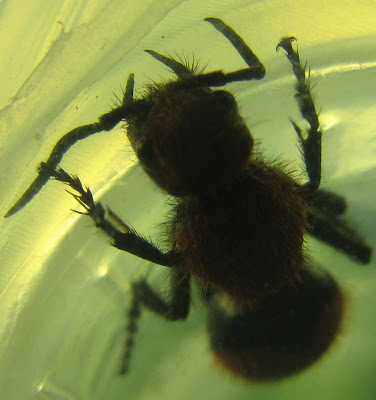 Encyclopedian Dictionary ( Red Velvet ) Dasymutilla occidentalis: Red ...