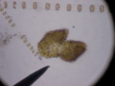 Encyclopedian Dictionary ( Akashiwo Sanguinea ): Akashiwo dividing