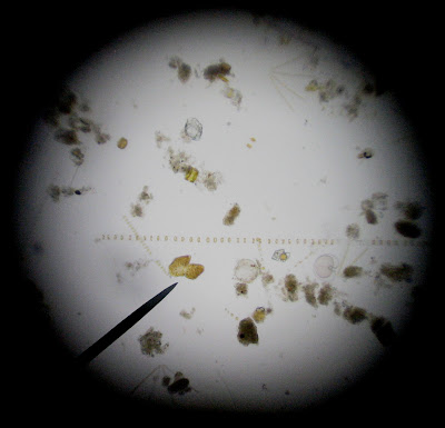 Encyclopedian Dictionary ( Akashiwo Sanguinea ): Akashiwo dividing