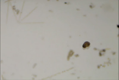 Encyclopedian Dictionary ( Akashiwo Sanguinea ): Akashiwo Sanguinea