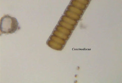Encyclopedian Dictionary ( Coscinodiscus - Diatom ): Paralia Sulcata ...