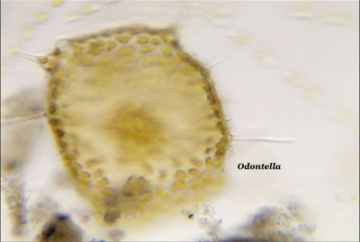 Encyclopedian Dictionary ( Odontella )