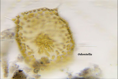 Encyclopedian Dictionary ( Odontella )