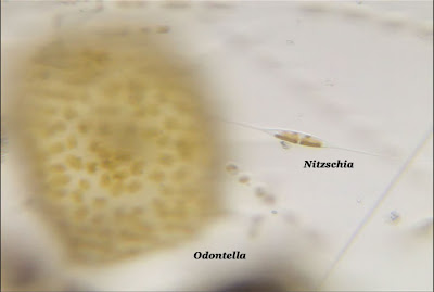 Encyclopedian Dictionary ( Odontella )