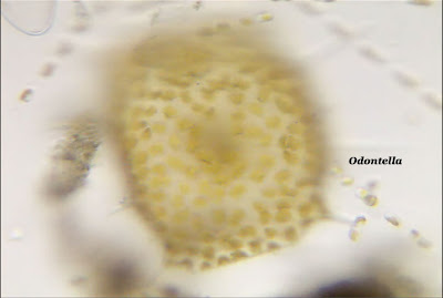 Encyclopedian Dictionary ( Odontella )