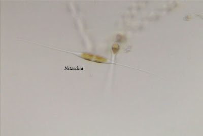 Encyclopedian Dictionary ( Nitzschia )