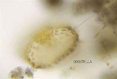 Encyclopedian Dictionary ( Odontella )