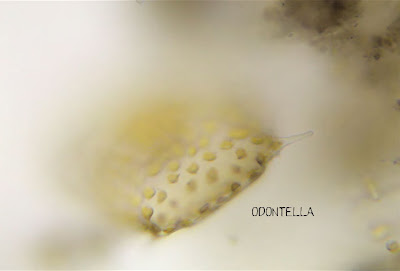 Encyclopedian Dictionary ( Odontella )