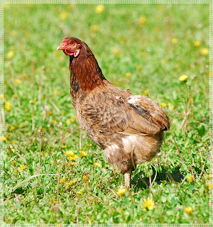 Gallinas Collonkas: Historia y Características.