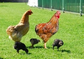 Gallinas Colloncas: Familia Gallinas Colloncas