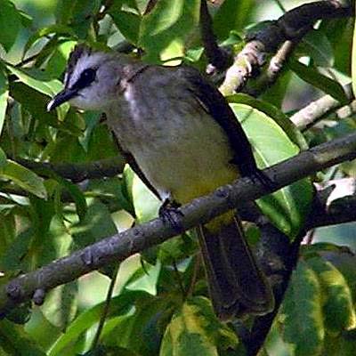 All About Unggas: Macam macam Burung Indonesia