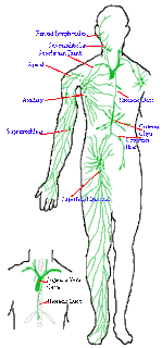 Lymphedema of the leg: Images Leg Lymph System Leg Lymphatics