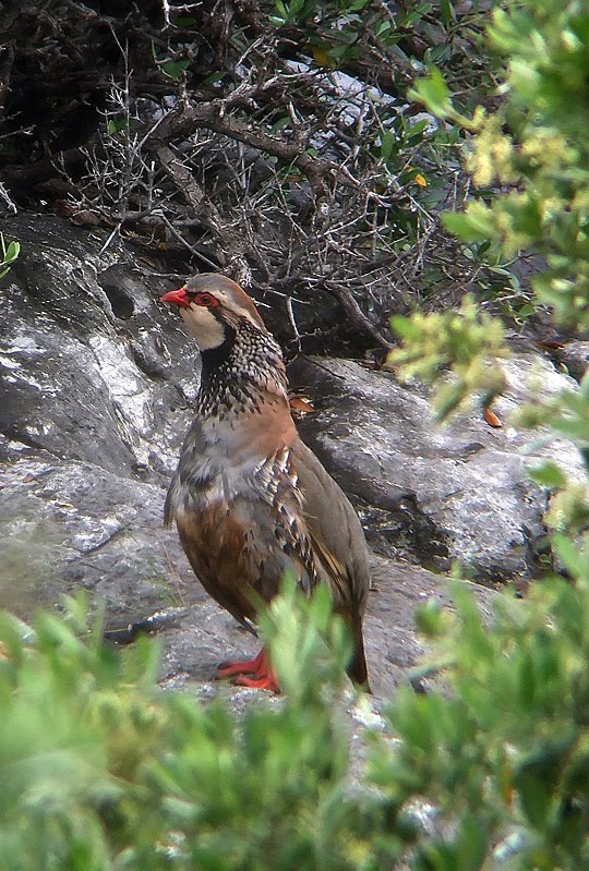 Aves de Marbella: Perdices en Mayo