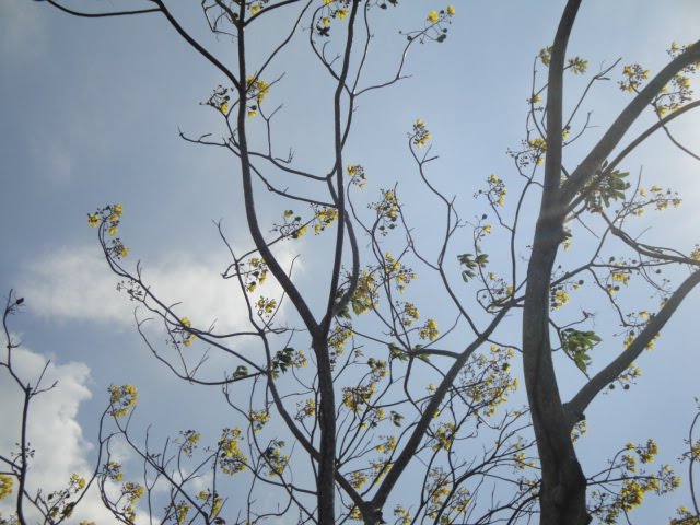 CENTRO MUNICIPAL DE MEMORIA eeri eeri FUENTEDEORO ( META): EL BOTOTO Y ...