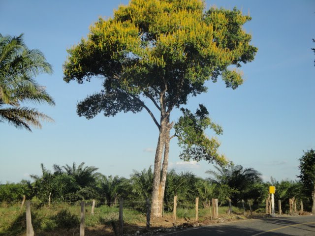 CENTRO MUNICIPAL DE MEMORIA eeri eeri FUENTEDEORO ( META): EL BOTOTO Y ...
