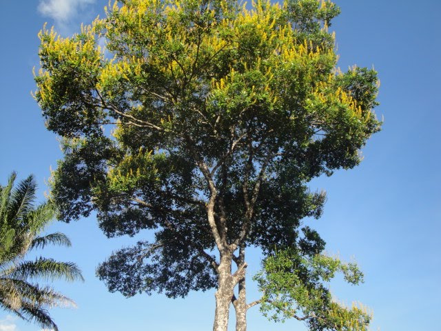 CENTRO MUNICIPAL DE MEMORIA eeri eeri FUENTEDEORO ( META): EL BOTOTO Y ...
