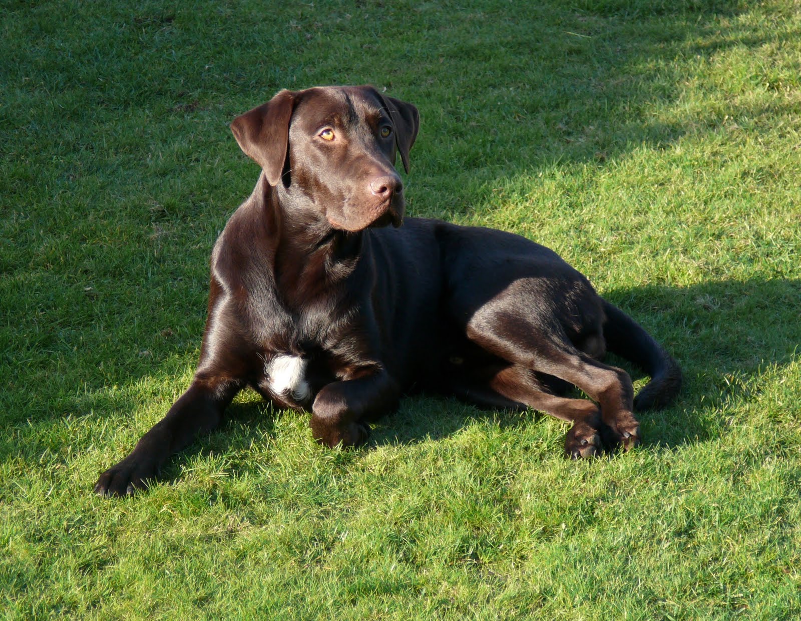 Hoogmaatheide Labrador Getuigenissen: Bruine labrador Zico