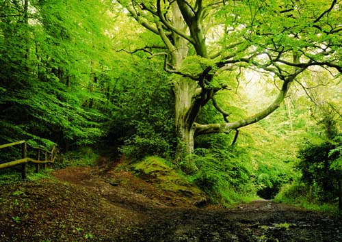 Importance of Forests