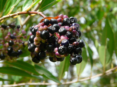 portobeloblog: 02/12/09