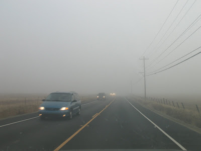 Kathy's Dusty Trails: Tule Fog