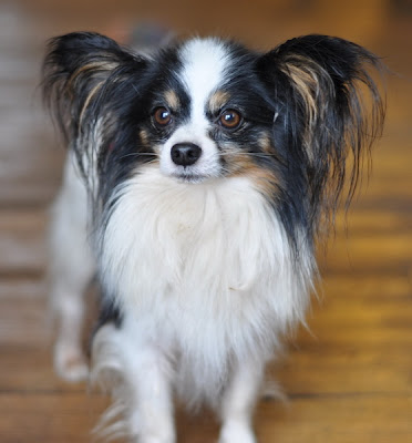 Road's End Papillons : Papillon Grooming + Maintenance