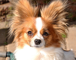 Road's End Papillons : Papillon Colors of Today