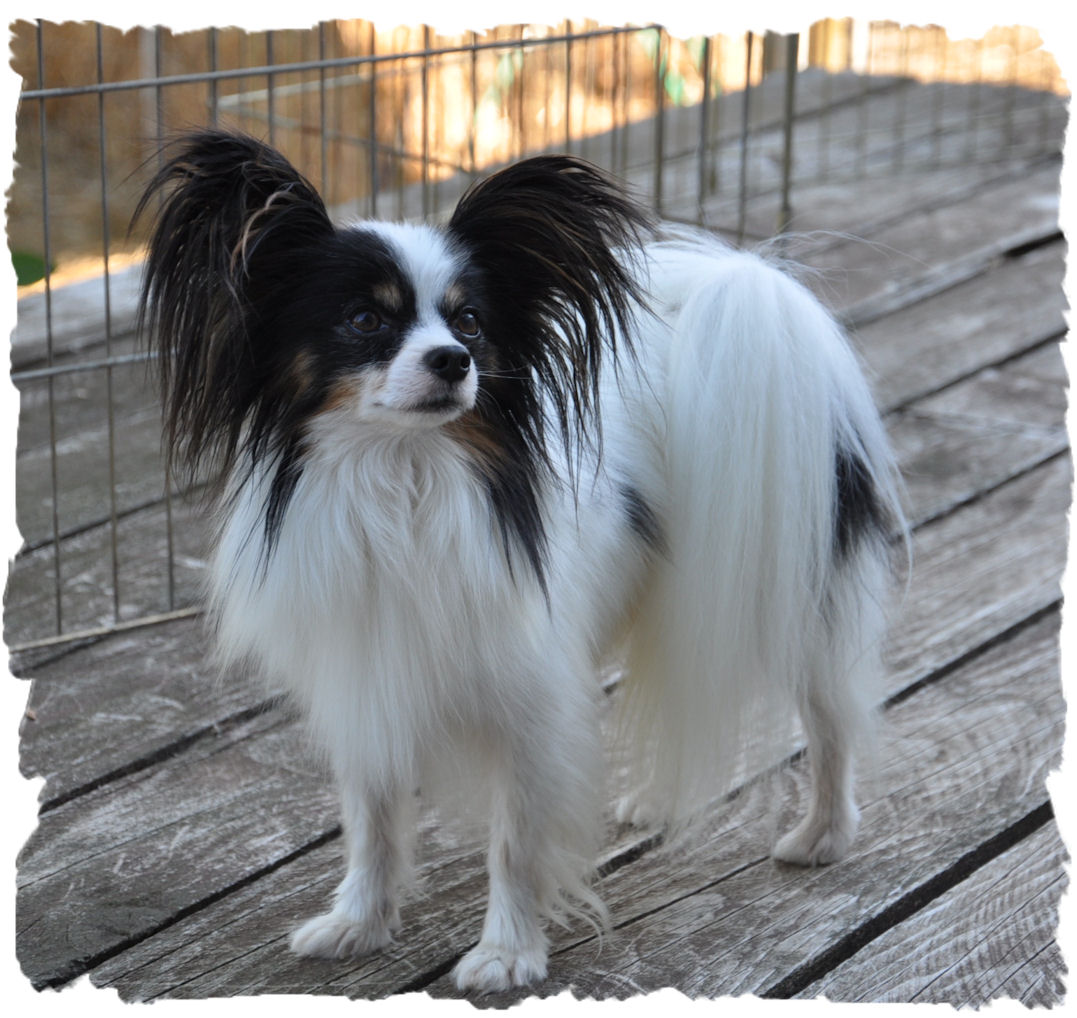Road's End Papillons : Papillon Tail
