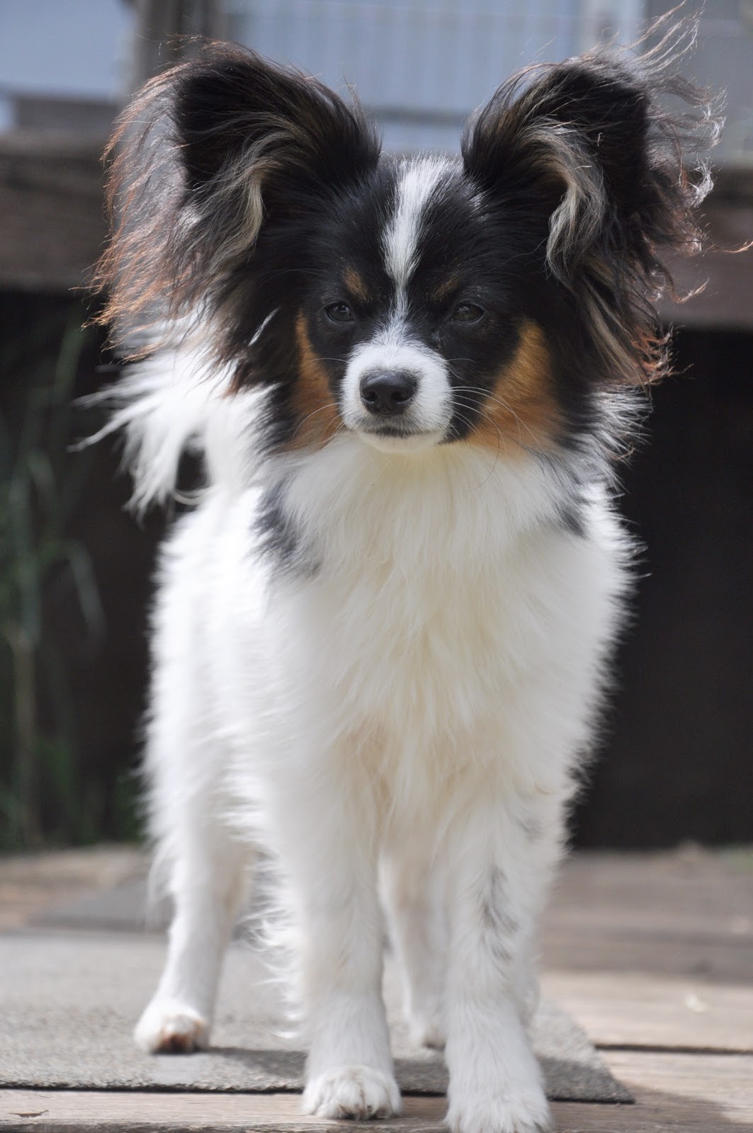 Road's End Papillons : You Ask: When does a Papillon reaches his adult ...