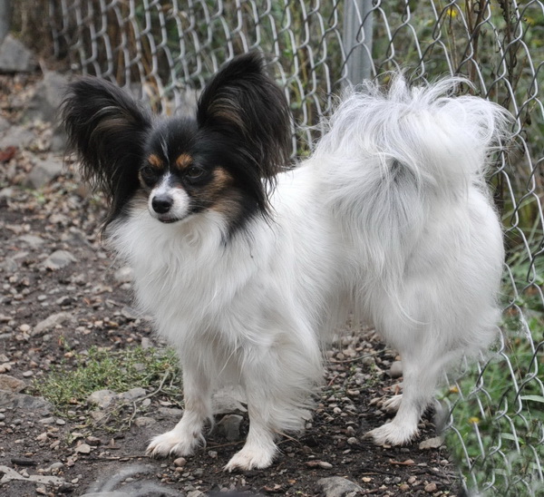 Road's End Papillons : You ask: Papillon puppies-how long to hair fully ...