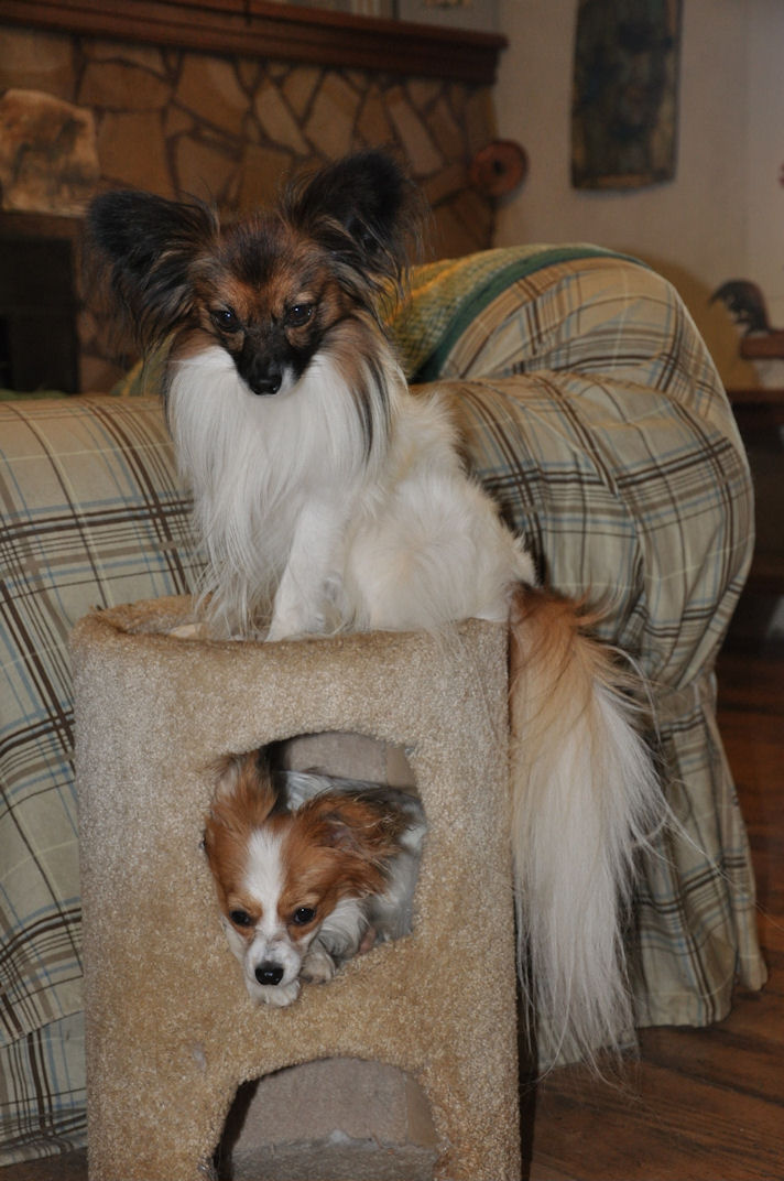 Road's End Papillons : A Simple Papillon Toy