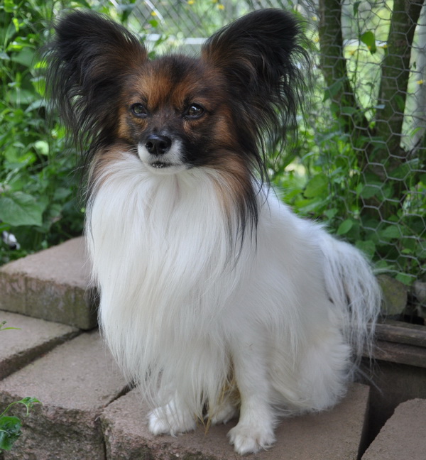 Road's End Papillons : Papillon/Phalene: Long Hair Coat Maintenance