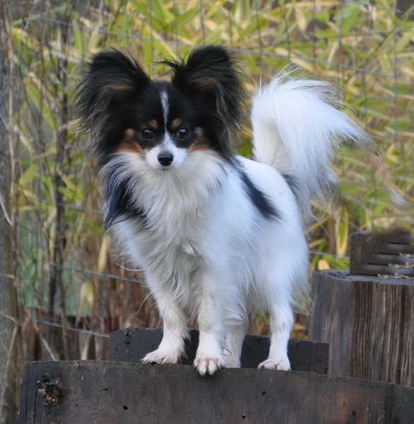 Road's End Papillons : Growth Stages- Hair Coat Development: Papillon ...
