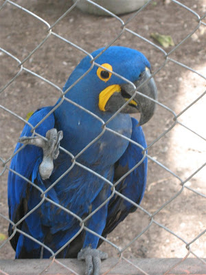 Há sempre imagens...: Arara Azul